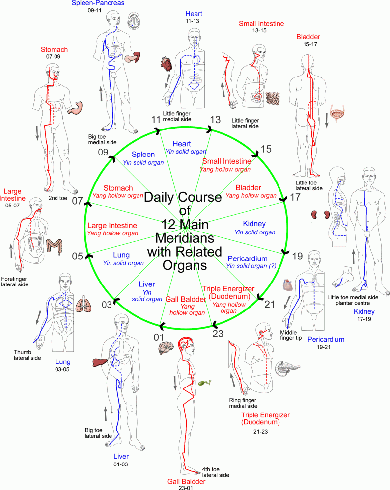 shiatsu chart 1 – Apanache